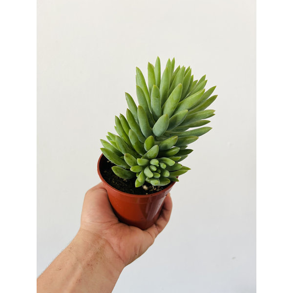Brumley & Bloom Live Super Donkey Tail Plant in Pot | Wayfair