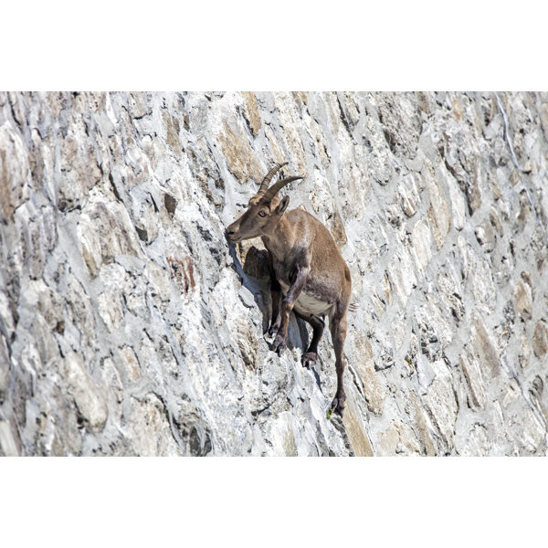 Brambly Cottage Alpine Ibex At Cingino Dam by Senorcampesino - Wrapped ...
