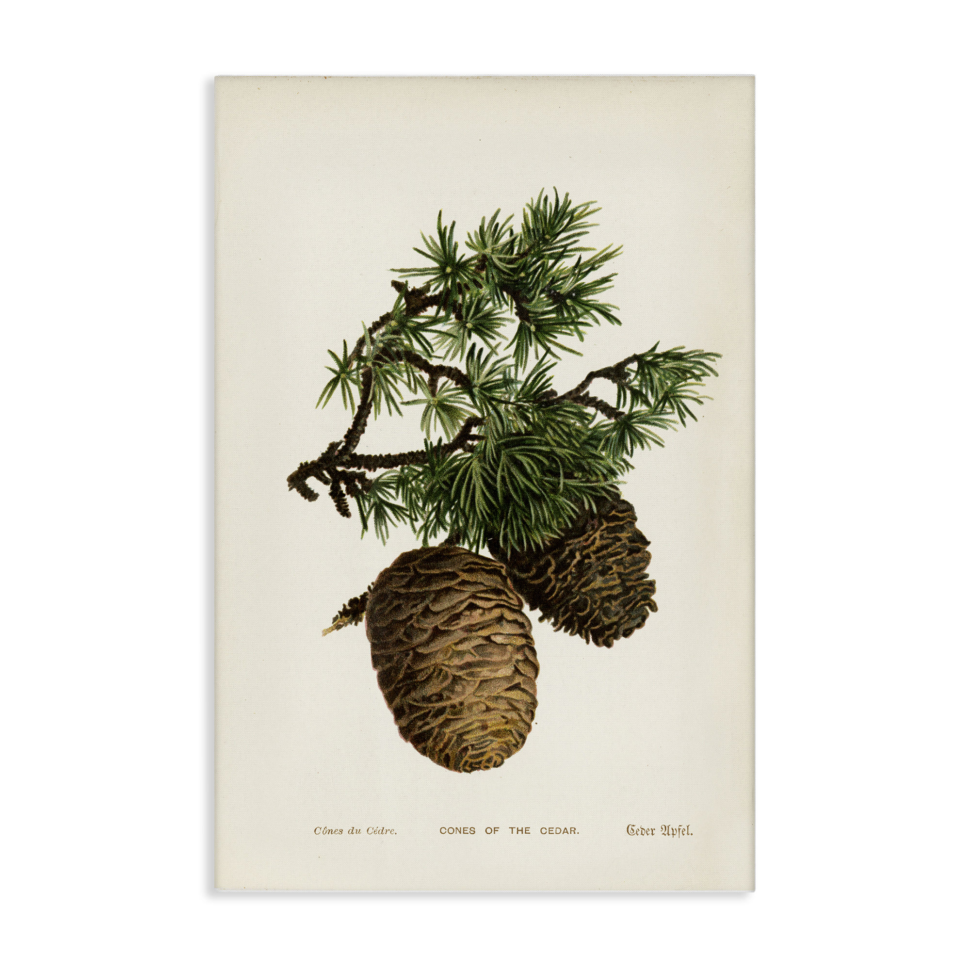 Winston Porter Cedar Tree Pinecones Canvas Wall Art by Tina Higgins ...