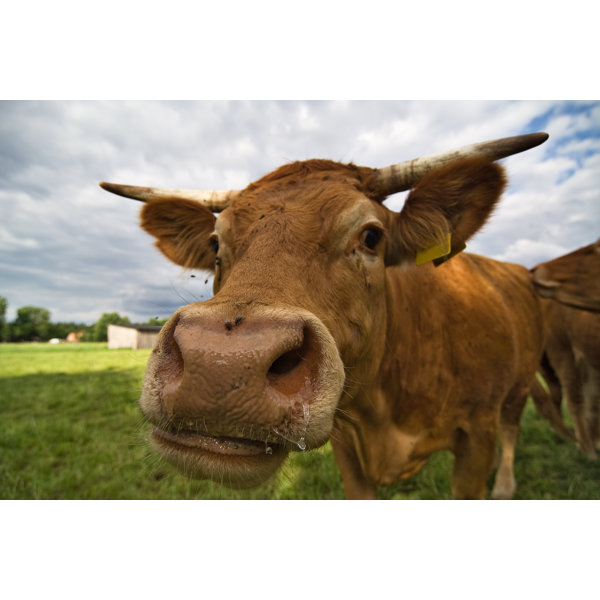 Brambly Cottage Cow Snout by Cinoby - No Frame Art Prints on Canvas ...