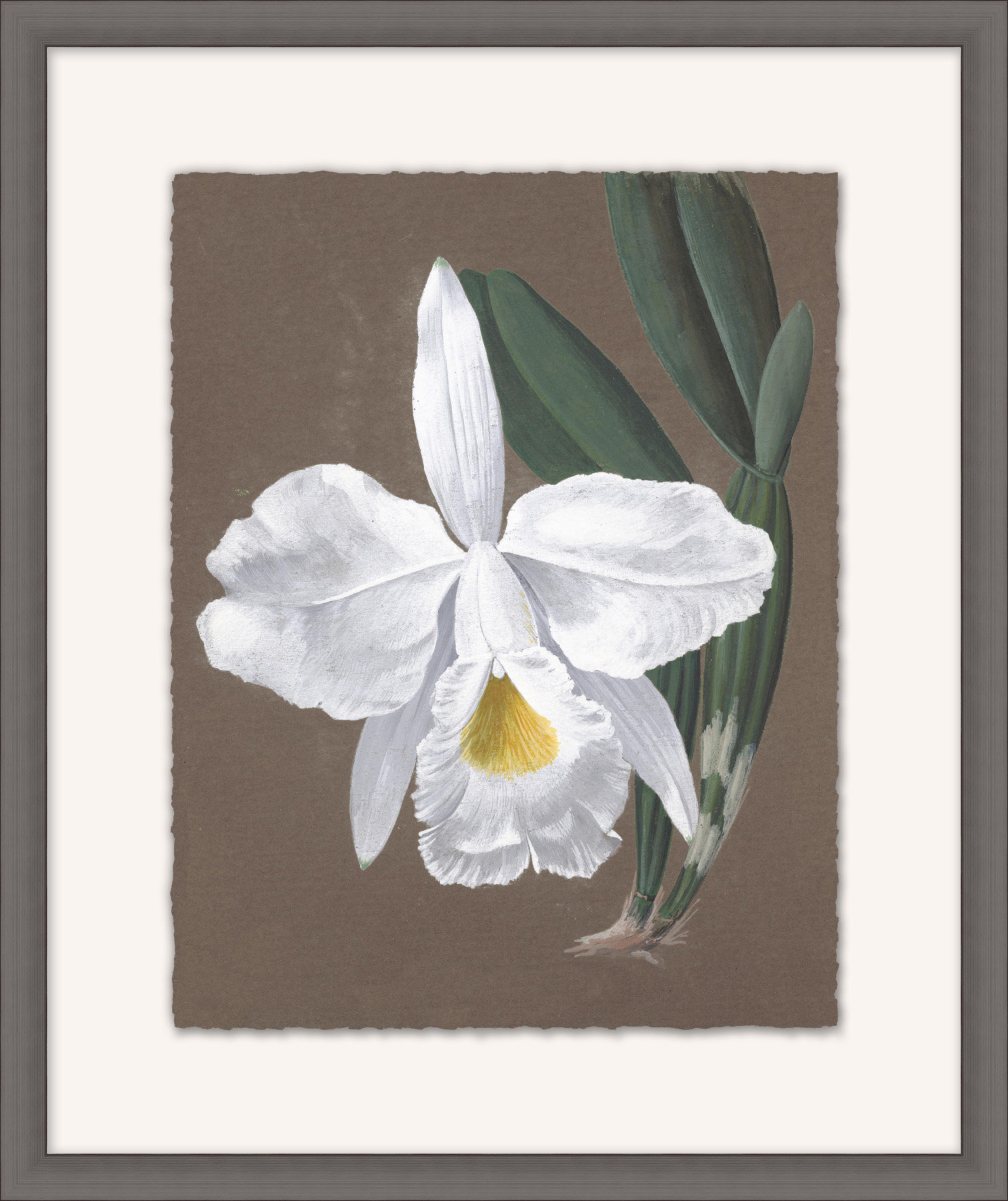Wendover Art Group Orchid Study 9 - Picture Frame Painting on Paper ...