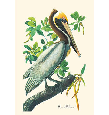 Buyenlarge Pelican by John James Audubon Graphic Art | Wayfair