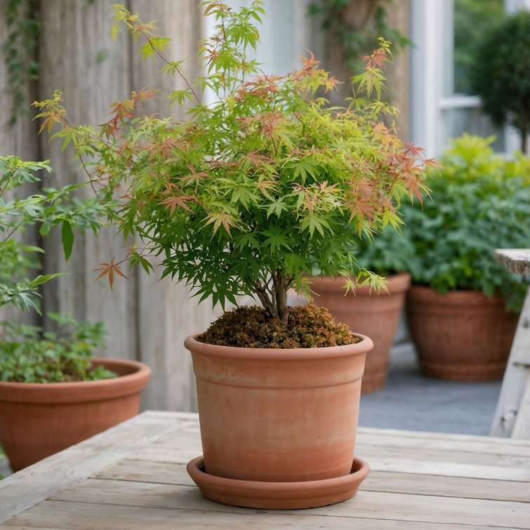 Plant in a Box Acer Palmatum - Little Princess - Height 45-55cm - Pot ...