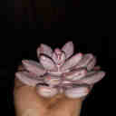 Bungalow Rose Calabrese Ceramic Sculpture & Reviews | Wayfair