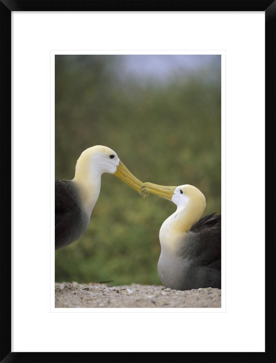 Global Gallery « waveed albatross pair), îlot de galapagos, équateur ...