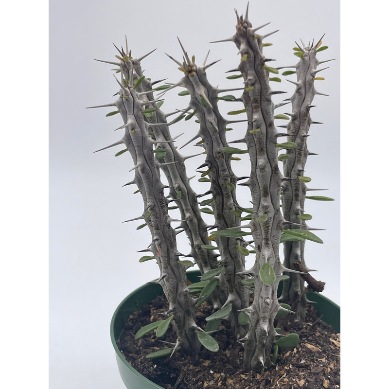 Florida House Plants Madagascar Ocotillo Madigascan African Alluaudia ...