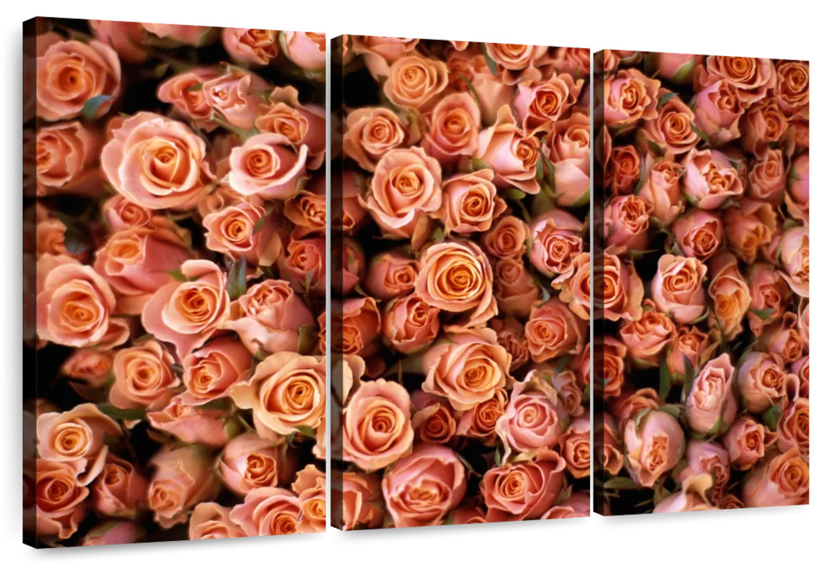Lark Manor™ Harnek Pink Roses At Albert Cuyp Market | Wayfair
