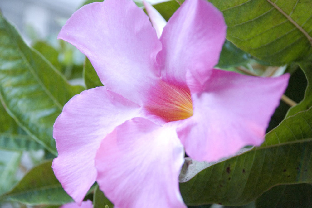 Winston Porter Soft Pink Flower Nestled in Green Leaves - Wrapped ...