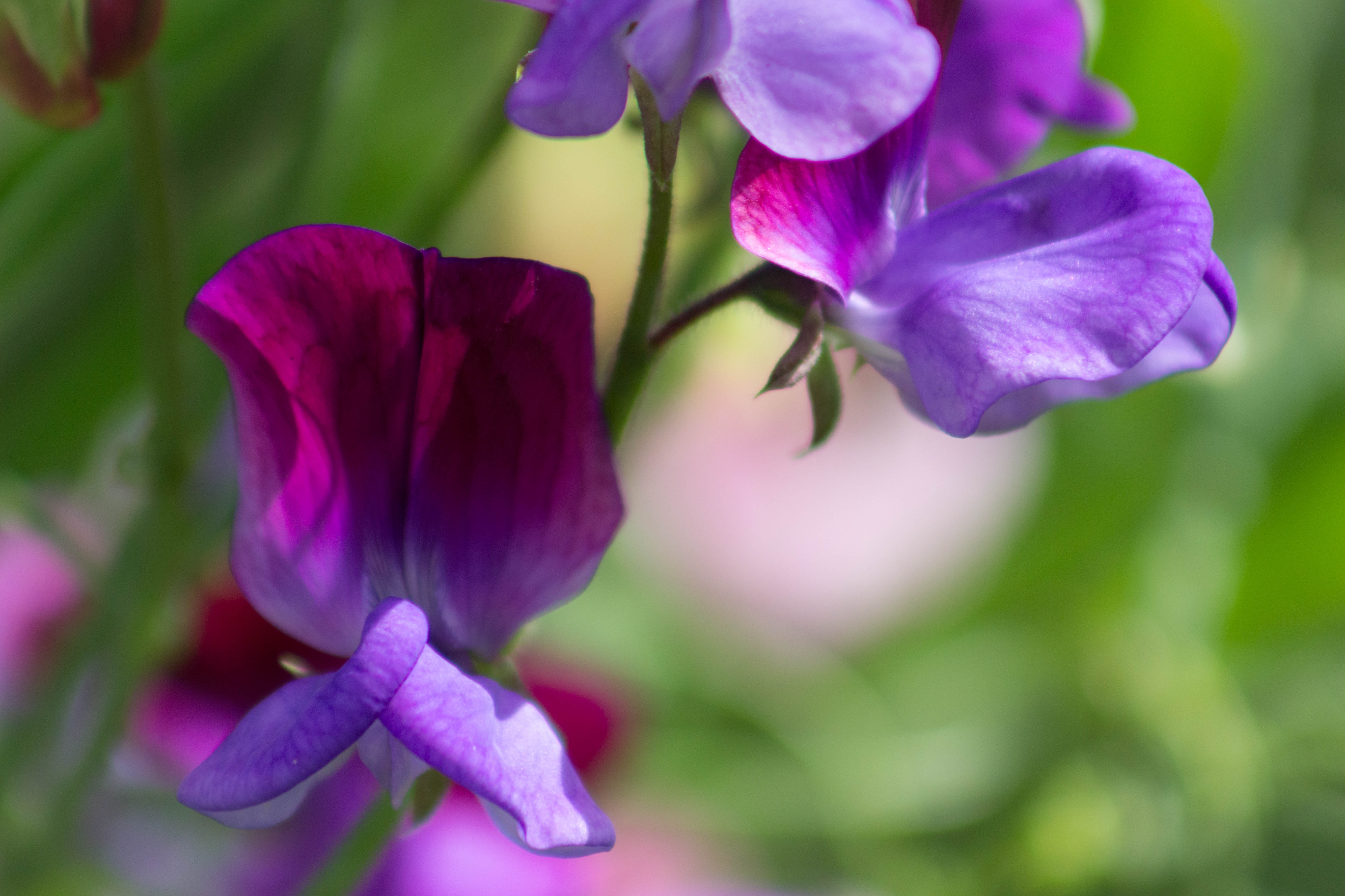 17 Stories Sweet Pea Flowers by Sara Edwards - Wrapped Canvas ...