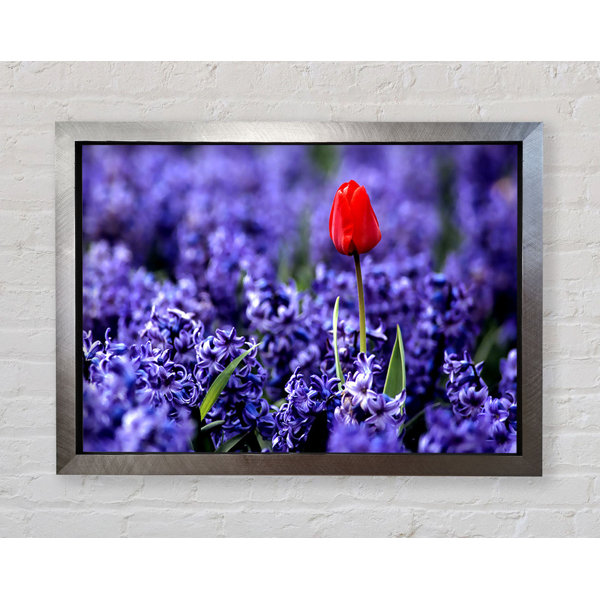 Bright Star Red Tulip And Hyacinths - Single Picture Frame Art Prints ...