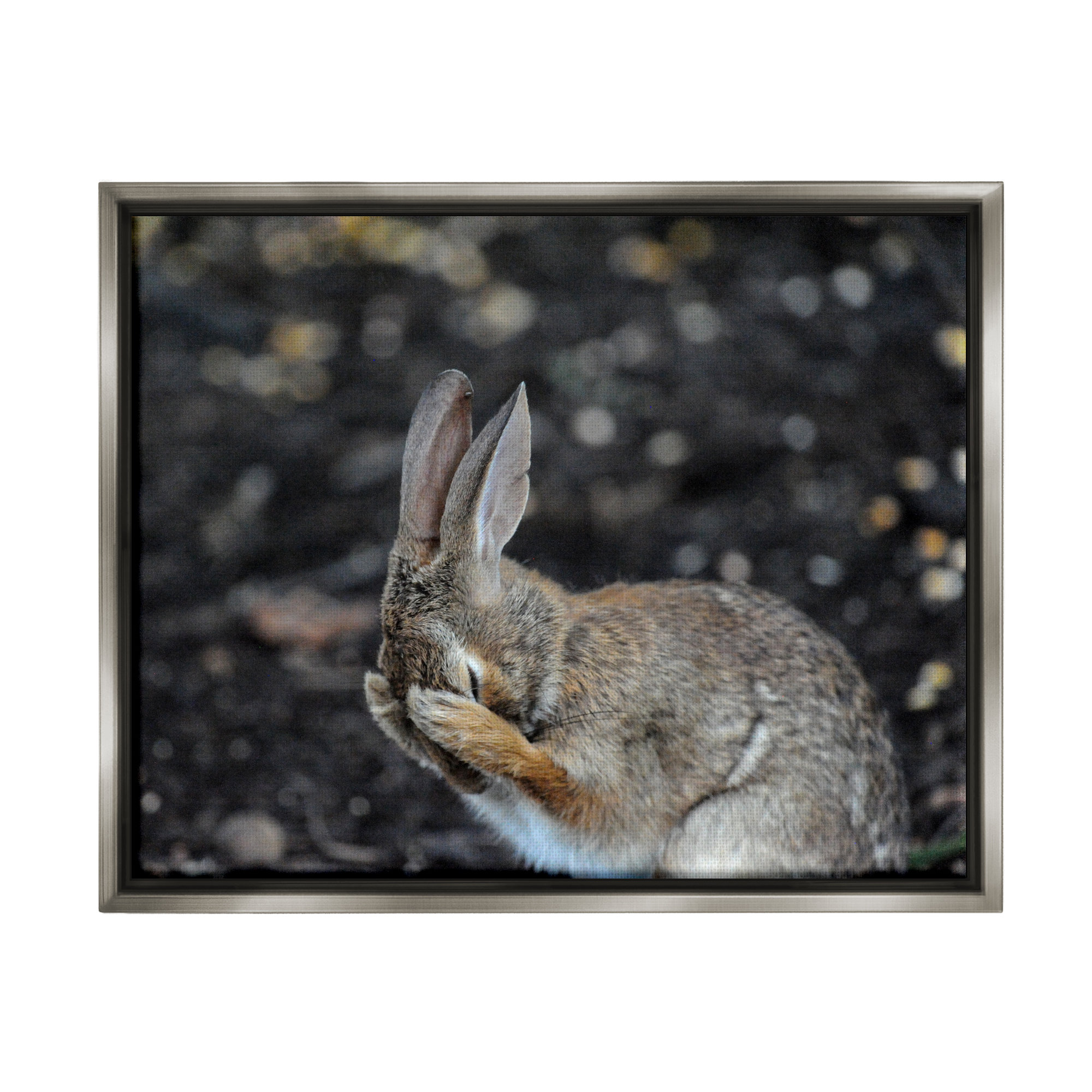 Ebern Designs Embarrassed Rabbit Photograph Framed Floater Canvas Wall ...