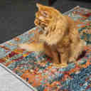 Trent Austin Design® Harrill Abstract Teal/Orange Area Rug & Reviews ...