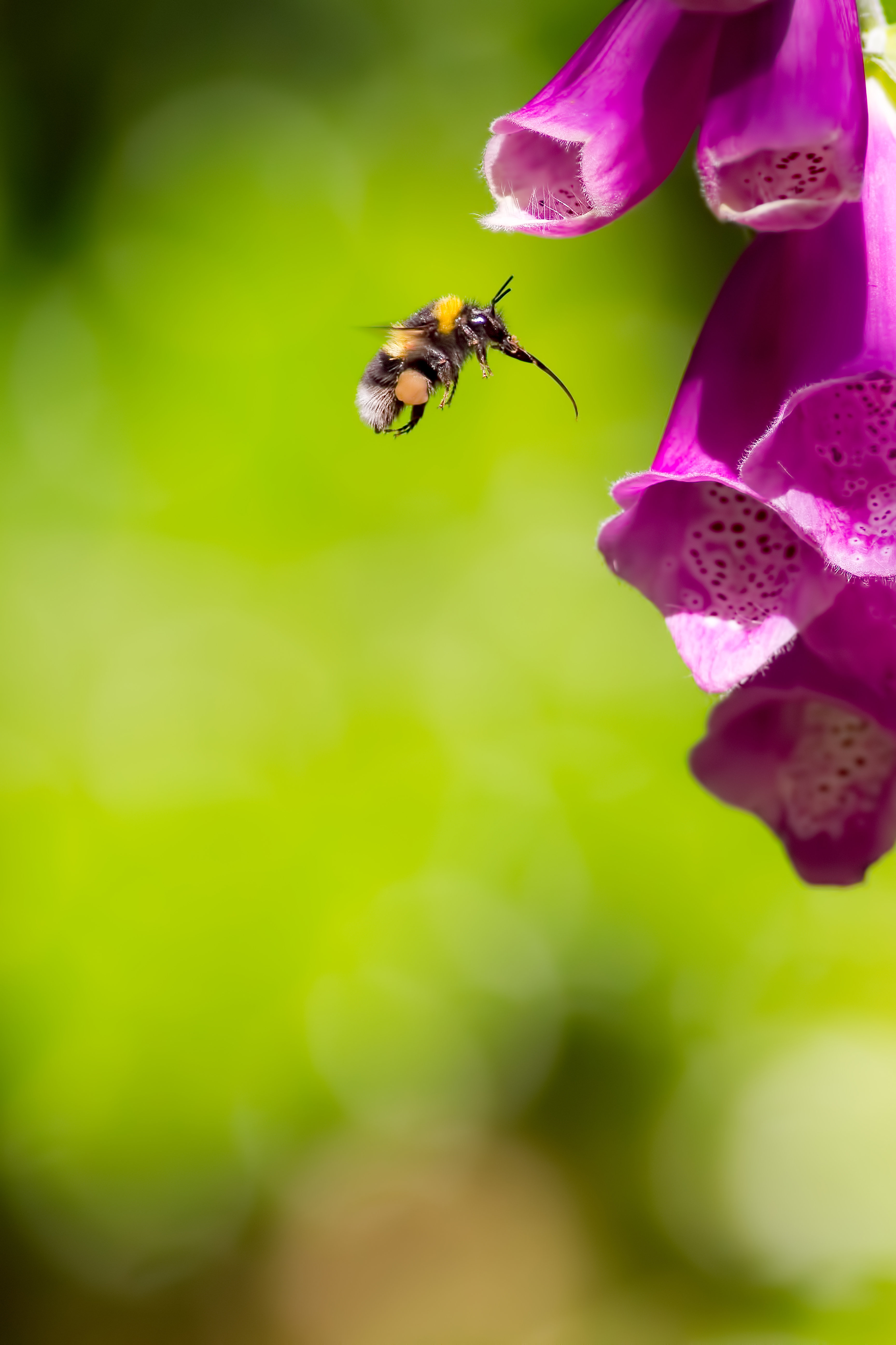 Hokku Designs Bumble Bee - Wayfair Canada