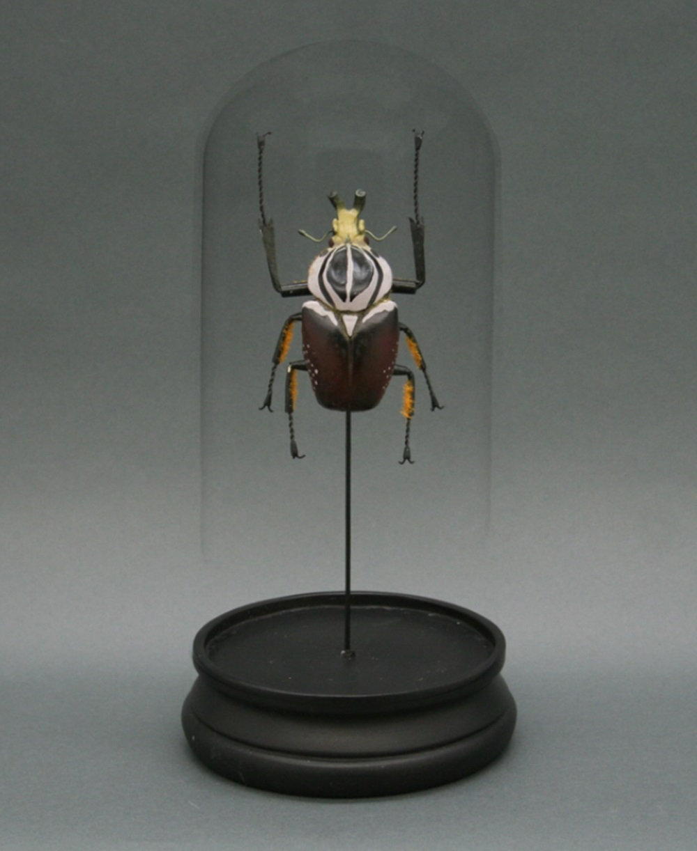 Red Barrel Studio® Vantrice Goliath Beetle Glass Cloche Replica Beetle ...
