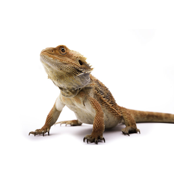 Ebern Designs Bearded Dragon by Tony_Herbert - Wrapped Canvas ...