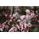 17 Stories Plum Tree - Print | Wayfair.co.uk
