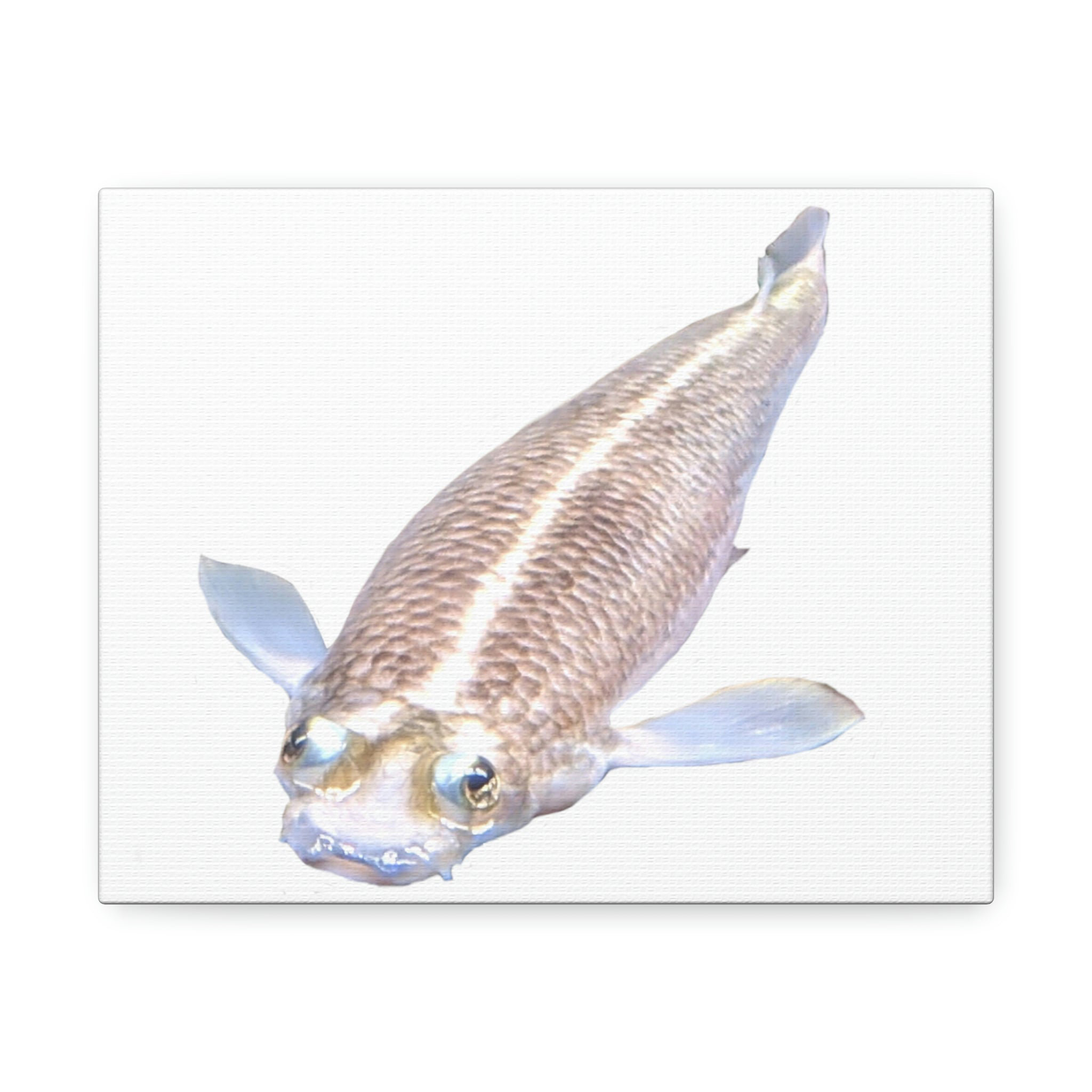Rosecliff Heights Koi Fish Stretched Canvas | Wayfair