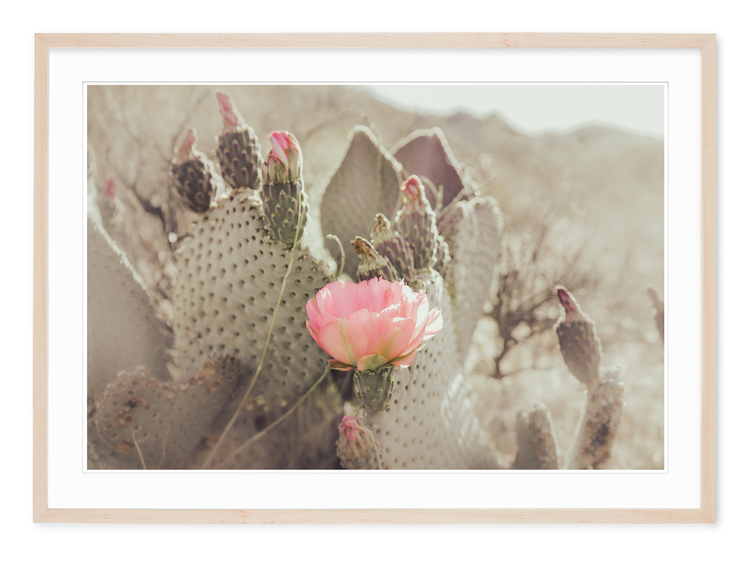 Robin Riley Photography Cactus Blossom | Perigold
