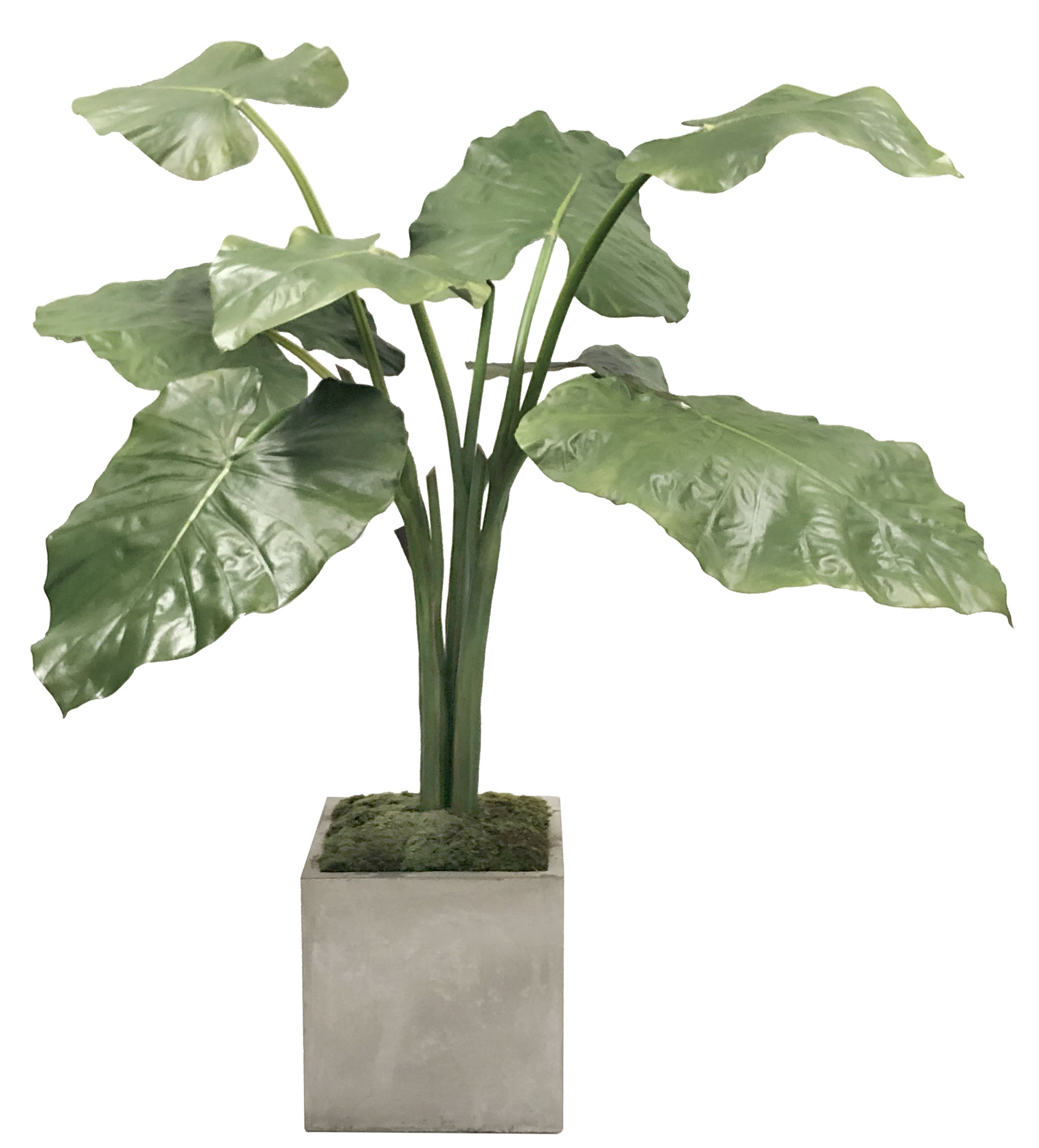 Winward Home Elephant Ear Plant in Planter | Perigold