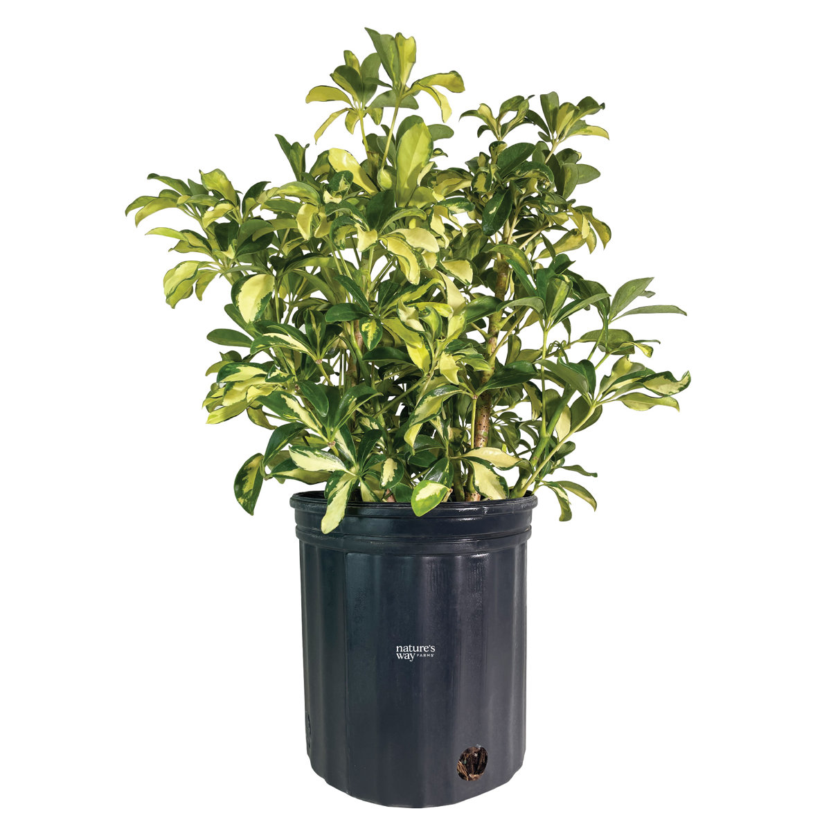 Natures Way Farms Nature's Way Farms Arboricola Trinette Live Plant ...