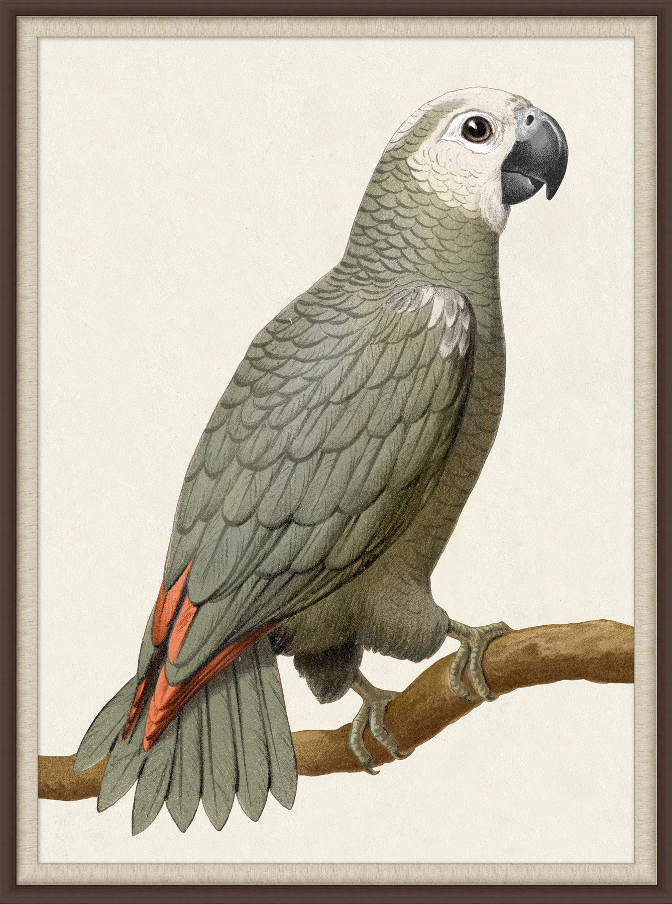 Lillian August Gray Parrot 1' Framed Print on Glass | Wayfair