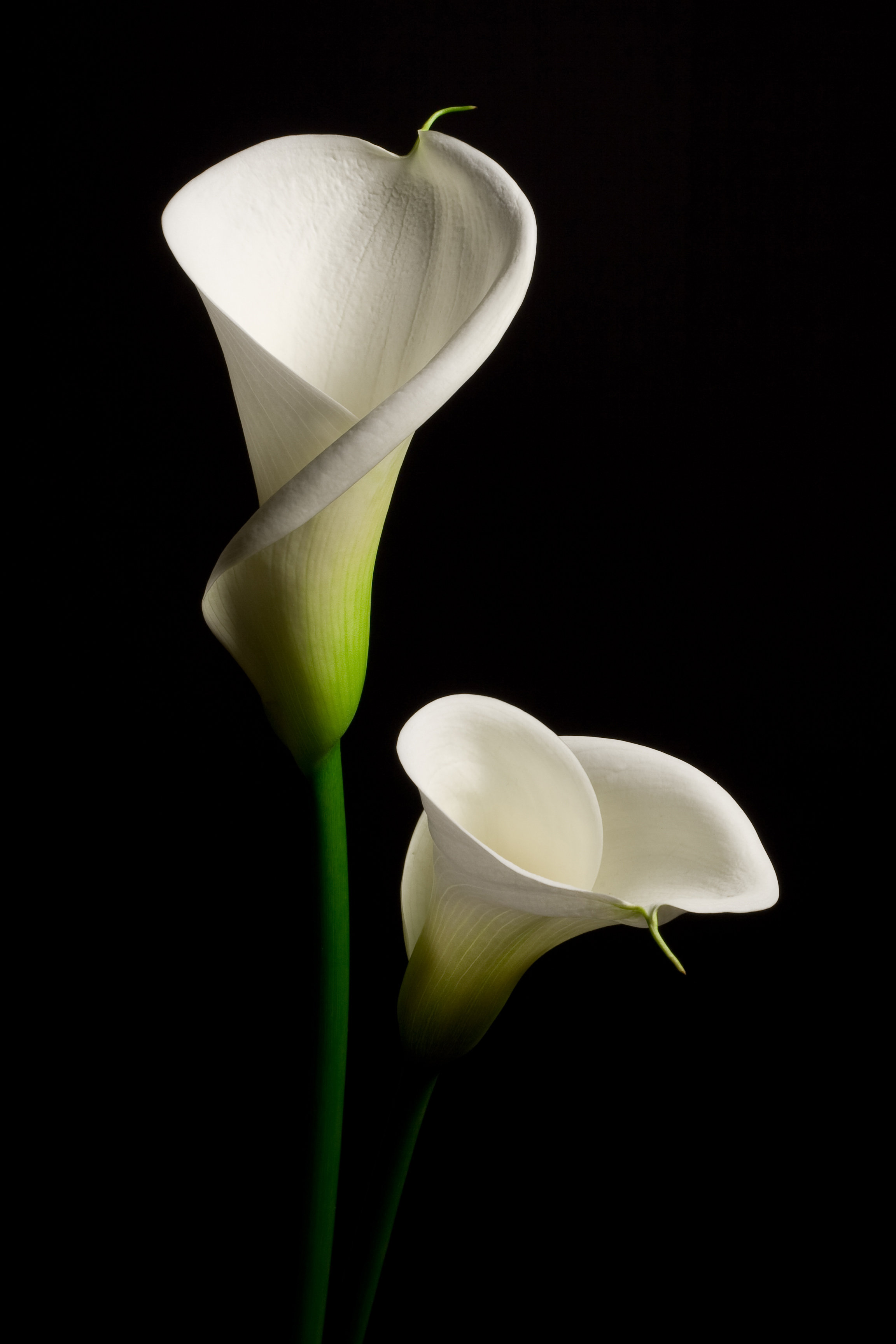 Wade Logan® Couple of White Calla Lily on a Black Background - Wrapped ...
