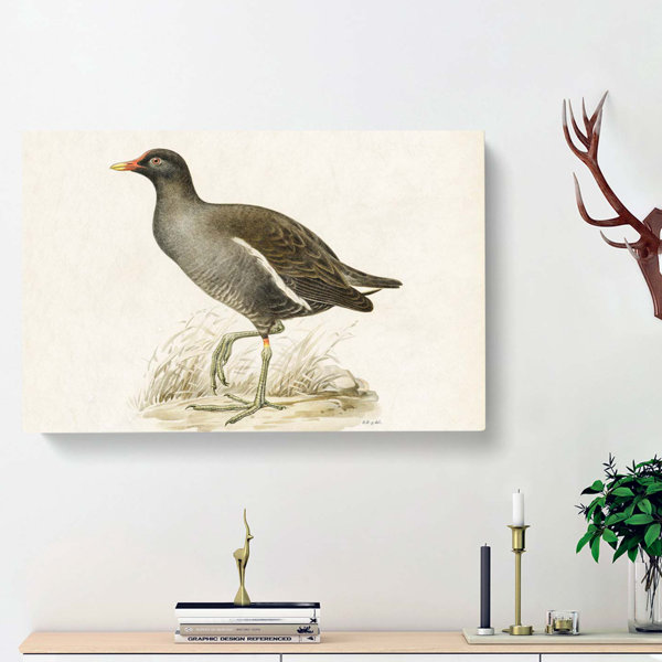 Moorhen | Wayfair.co.uk