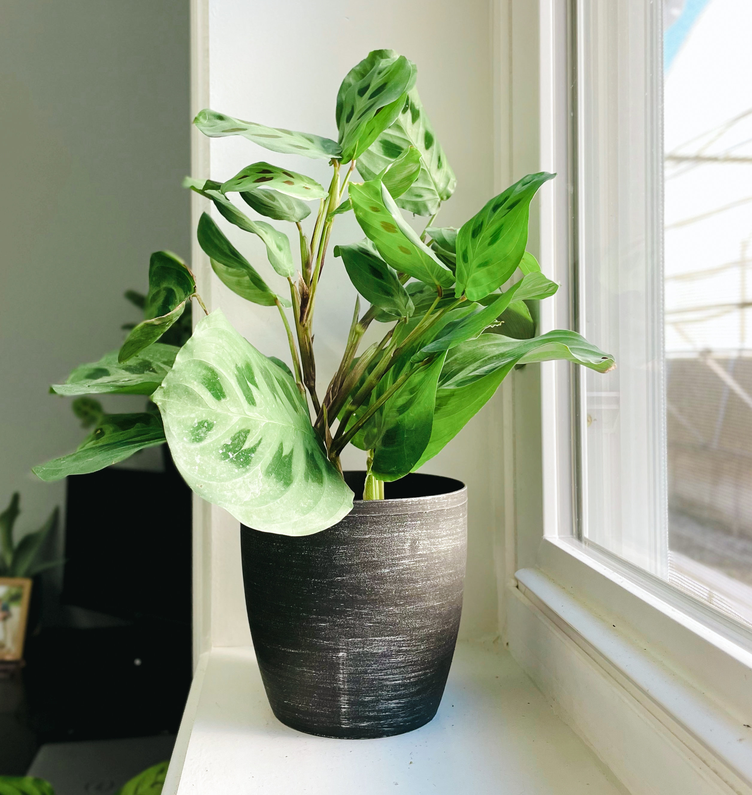 Thorsen's Greenhouse Live Green Prayer Plant in Classic Pot | Perigold