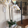 Bayou Breeze Orchid Arrangement in Pot & Reviews | Wayfair