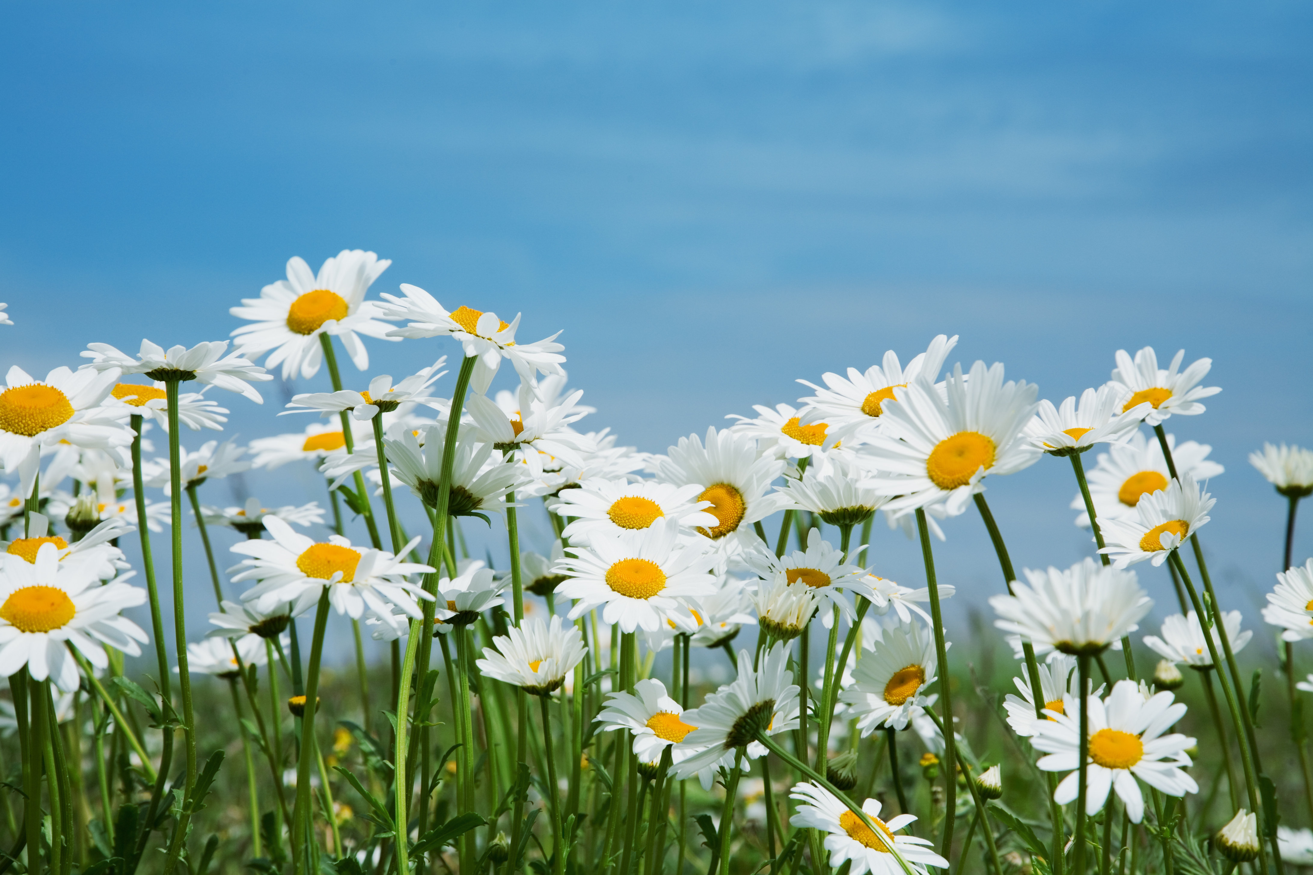 Ebern Designs Summer Meadow Filled with Daisies Blooming - Wrapped ...