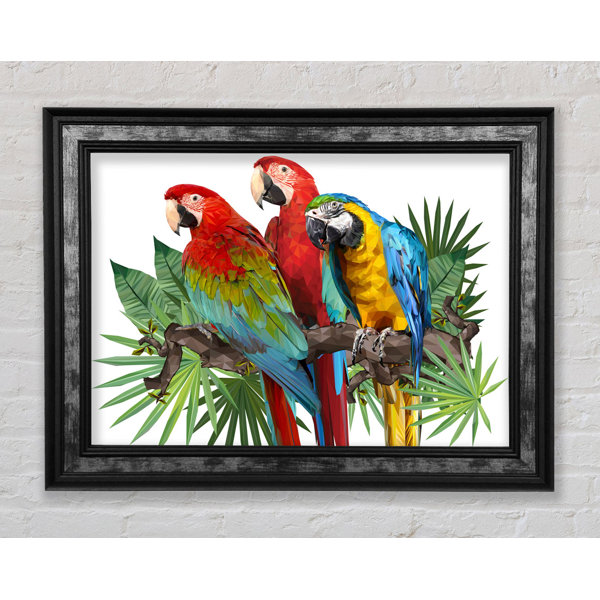 Bright Star Three Parrots On A Branch - Single Picture Frame Print ...