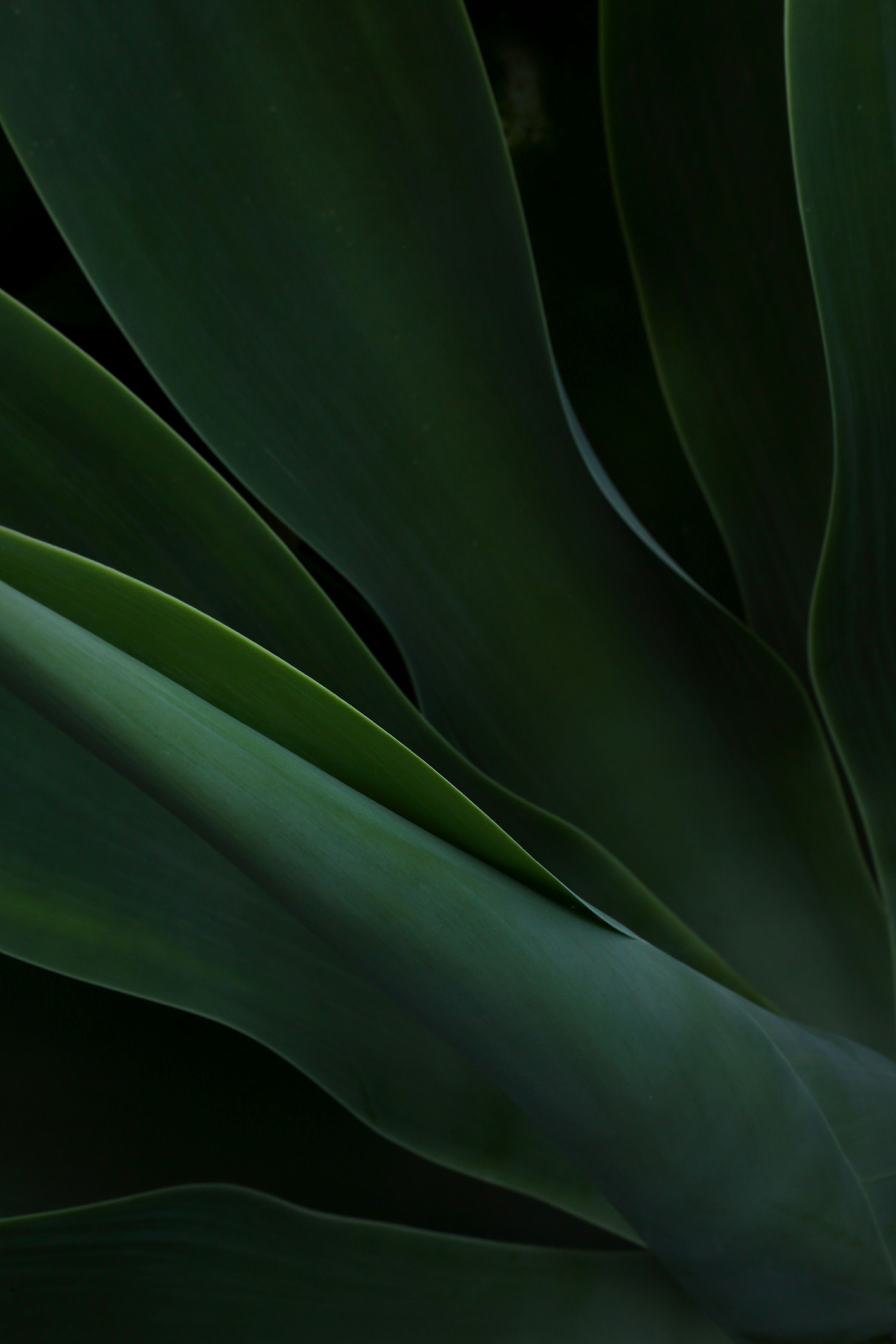 Ebern Designs Green Background by Mark Piovesan - Wrapped Canvas ...