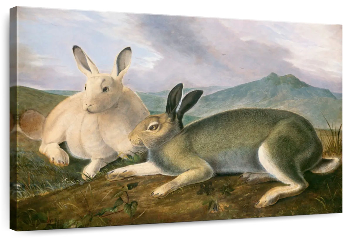 Elephant Stock Arctic Hare | Wayfair