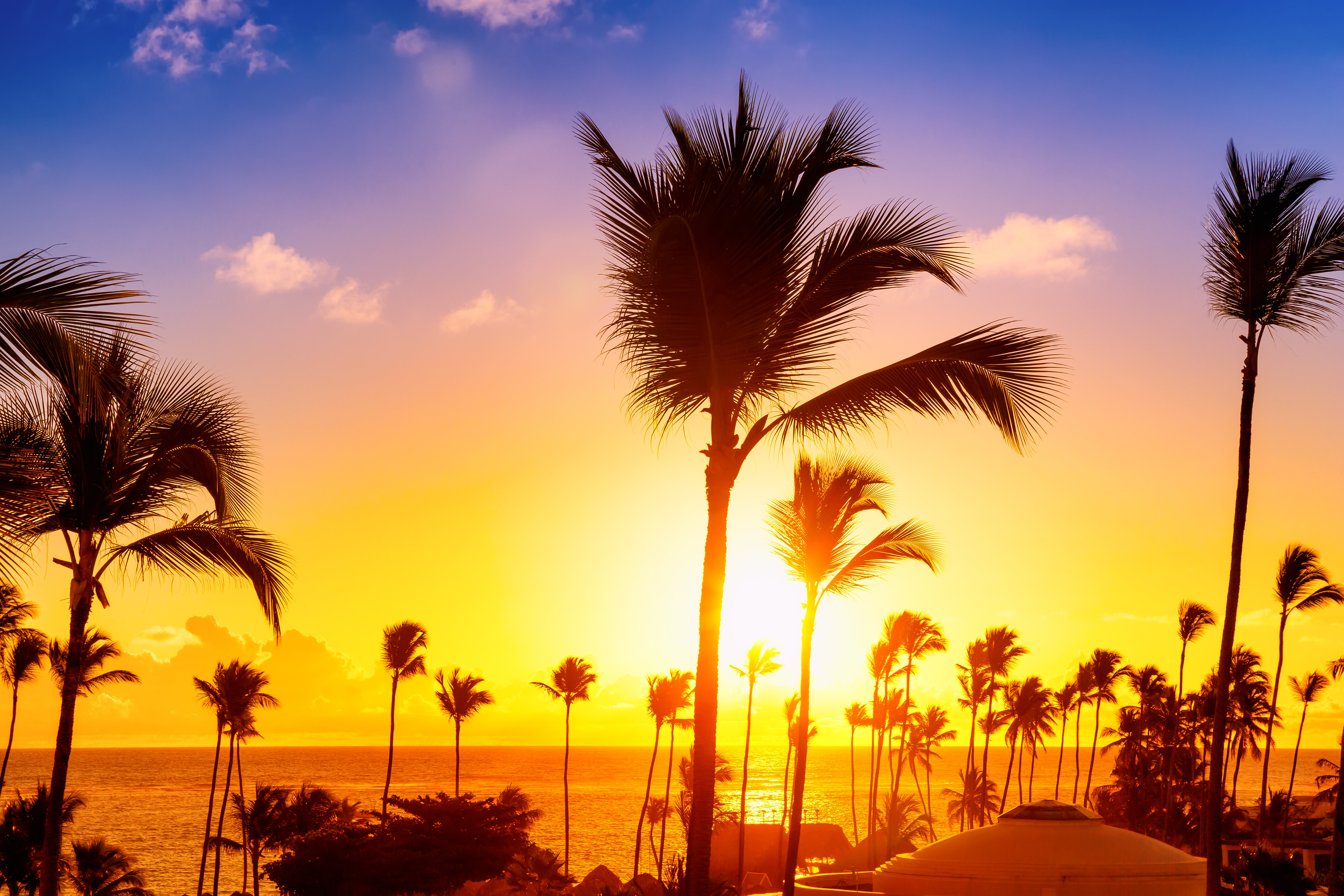 Highland Dunes Coconut Palm Trees - Wayfair Canada