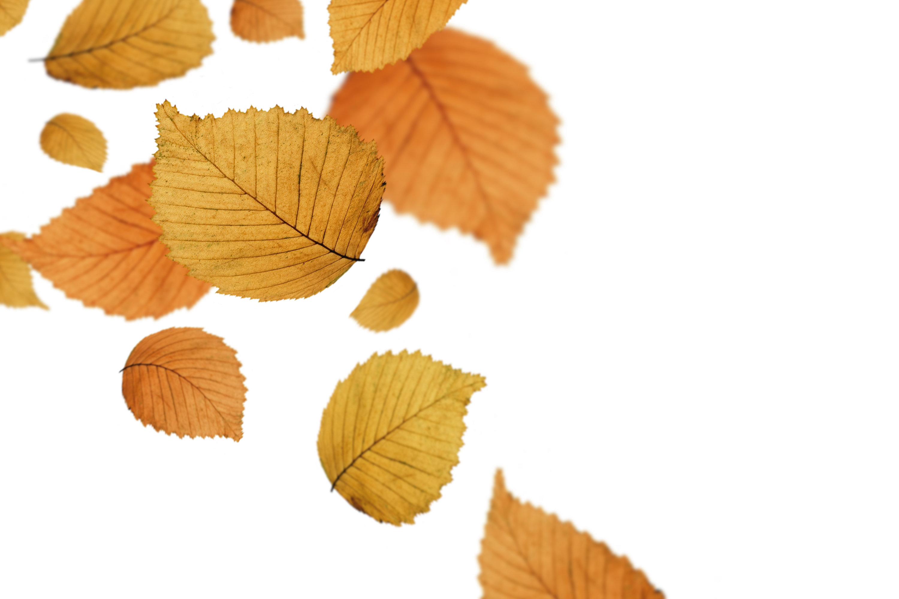 Ebern Designs Isolated Falling Autumn Leaves by Borchee | Wayfair