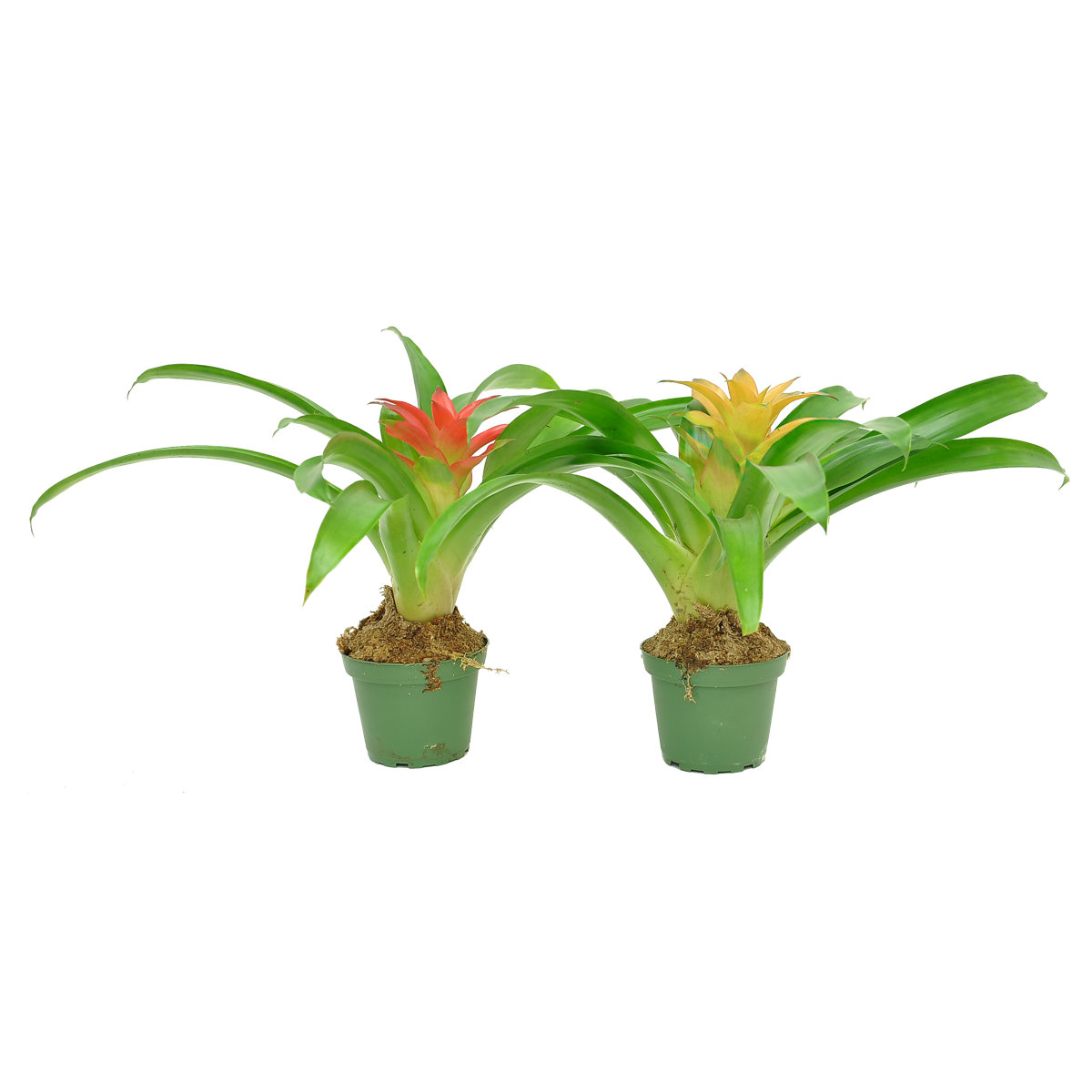 Costa Farms Indoor Bromeliad House Plant in 4-inch Grow Pot & Reviews ...