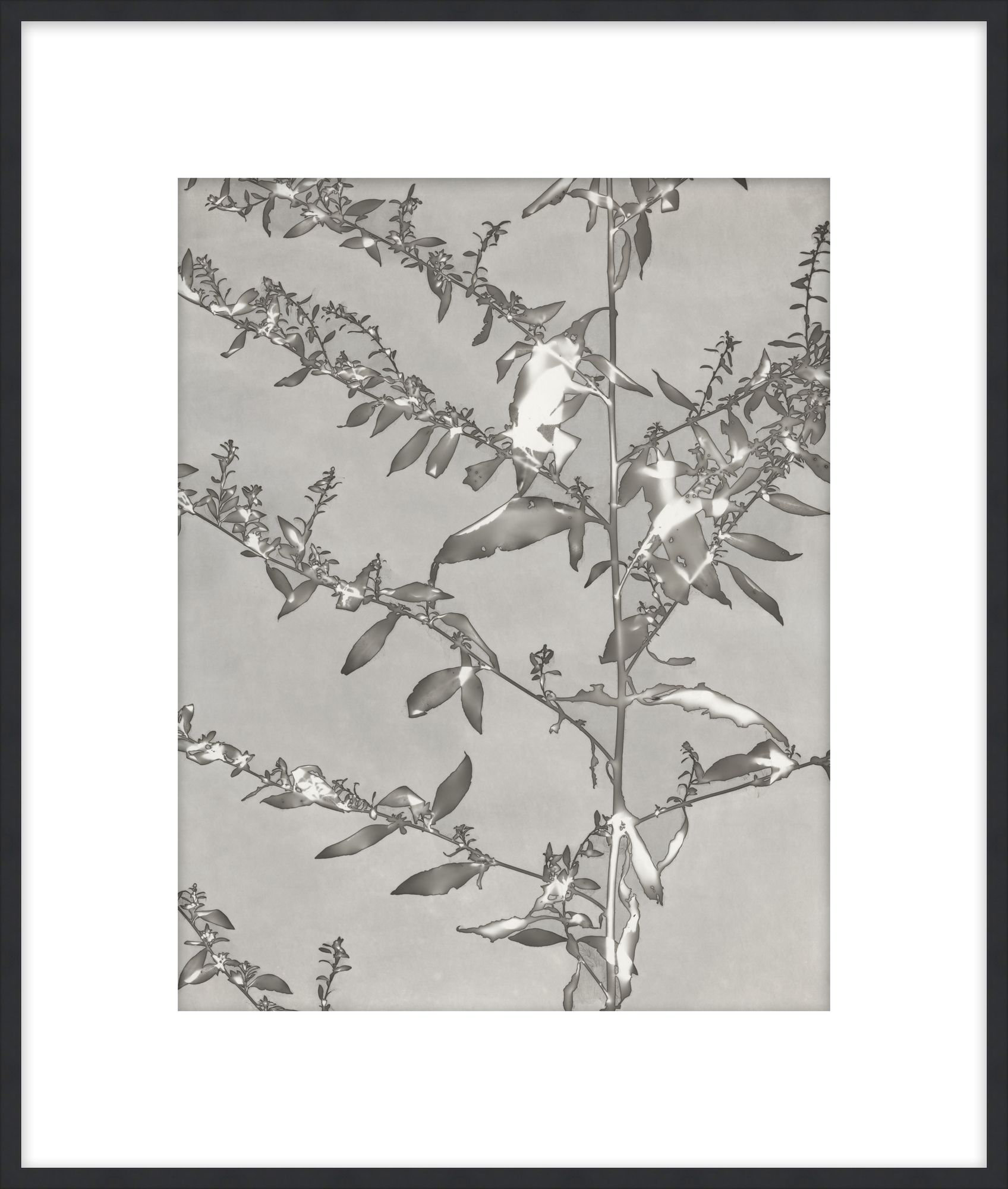 Theodore Alexander Lucent Botanicals 4 Print by Darrell Kincer Theodore ...