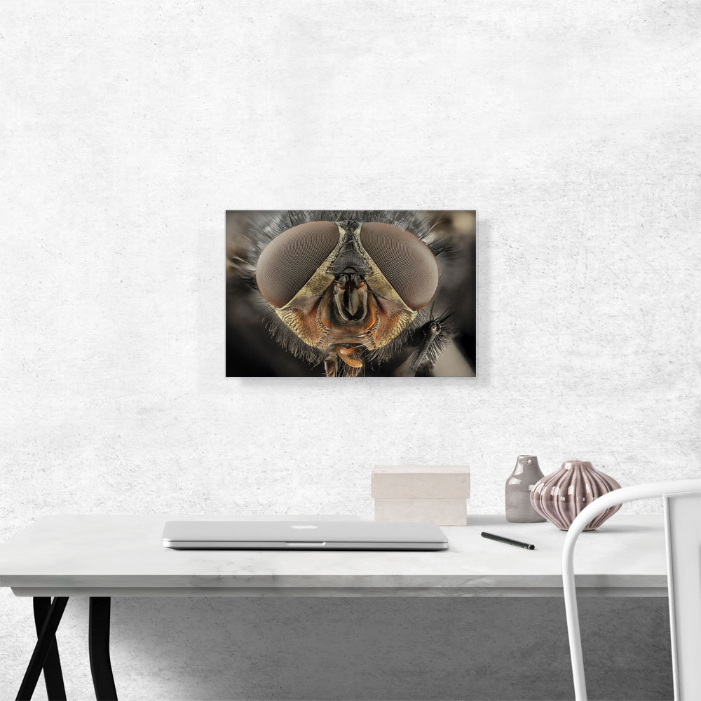 ARTCANVAS Macro Fly Home Decor - Wrapped Canvas Photograph Print | Wayfair