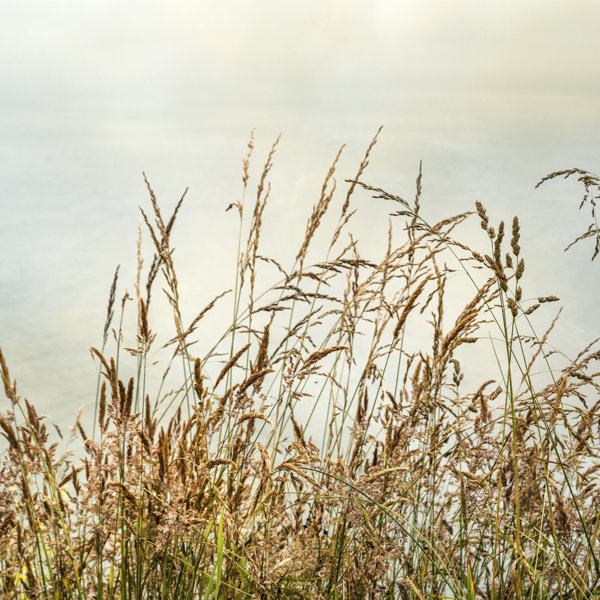Ebern Designs Bluff Grass II by Dianne Poinski - Wrapped Canvas ...