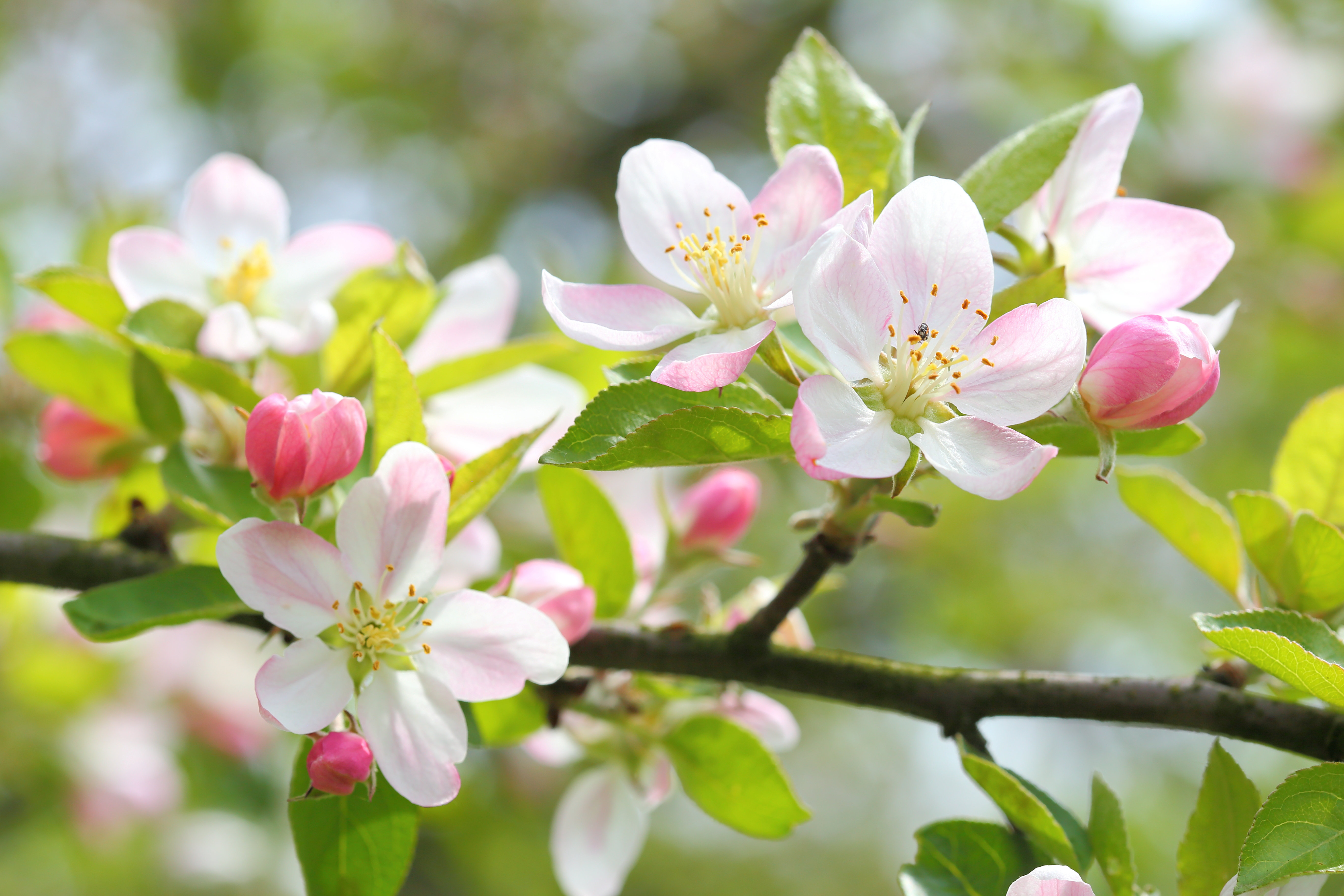 Hokku Designs Apple Tree | Wayfair