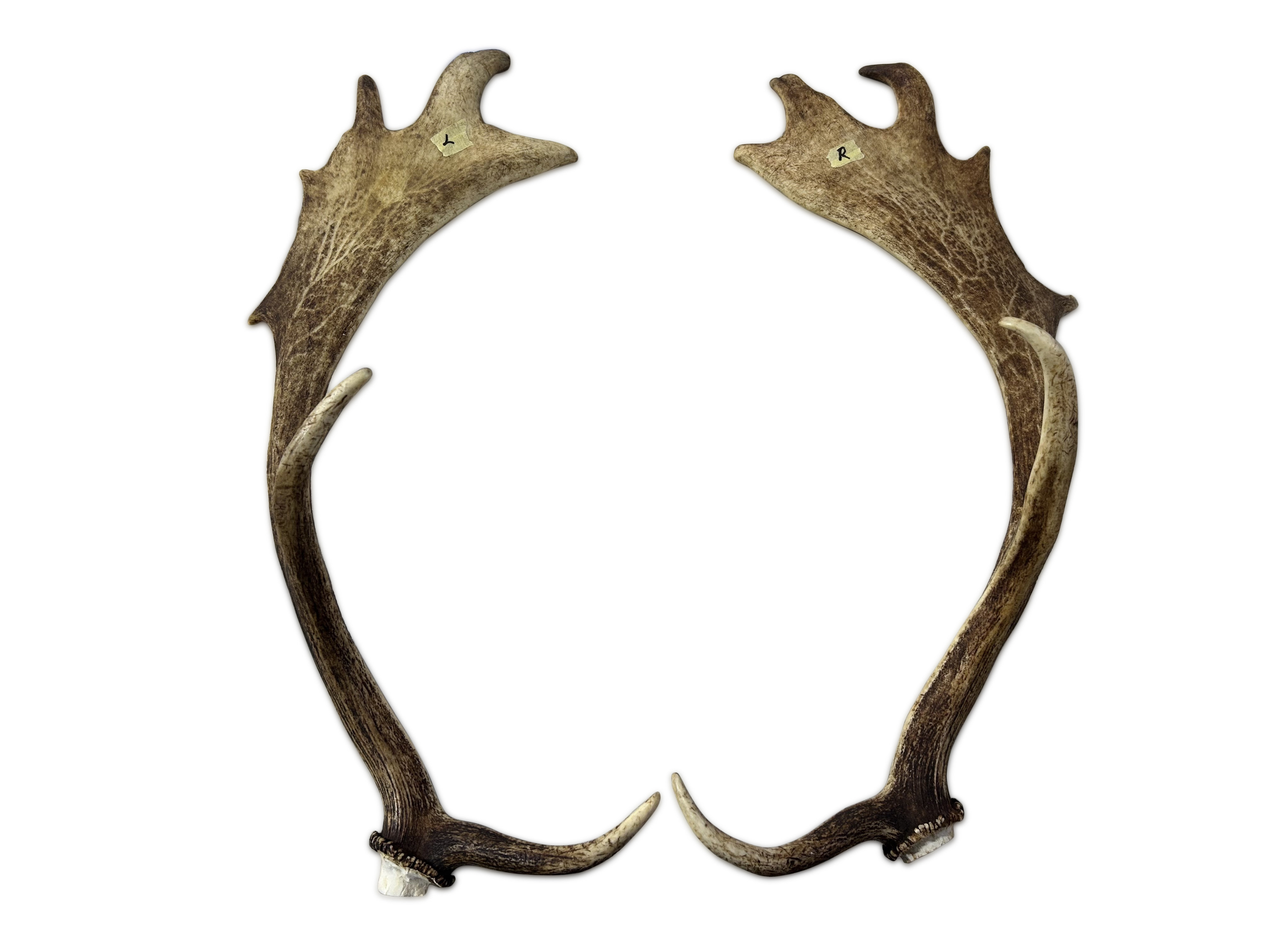 Millwood Pines Real Fallow Deer Antler Set | Wayfair