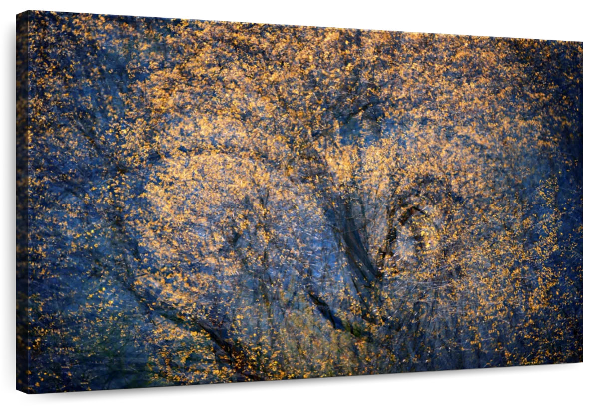 Latitude Run® The Trees Have Eyes | Wayfair
