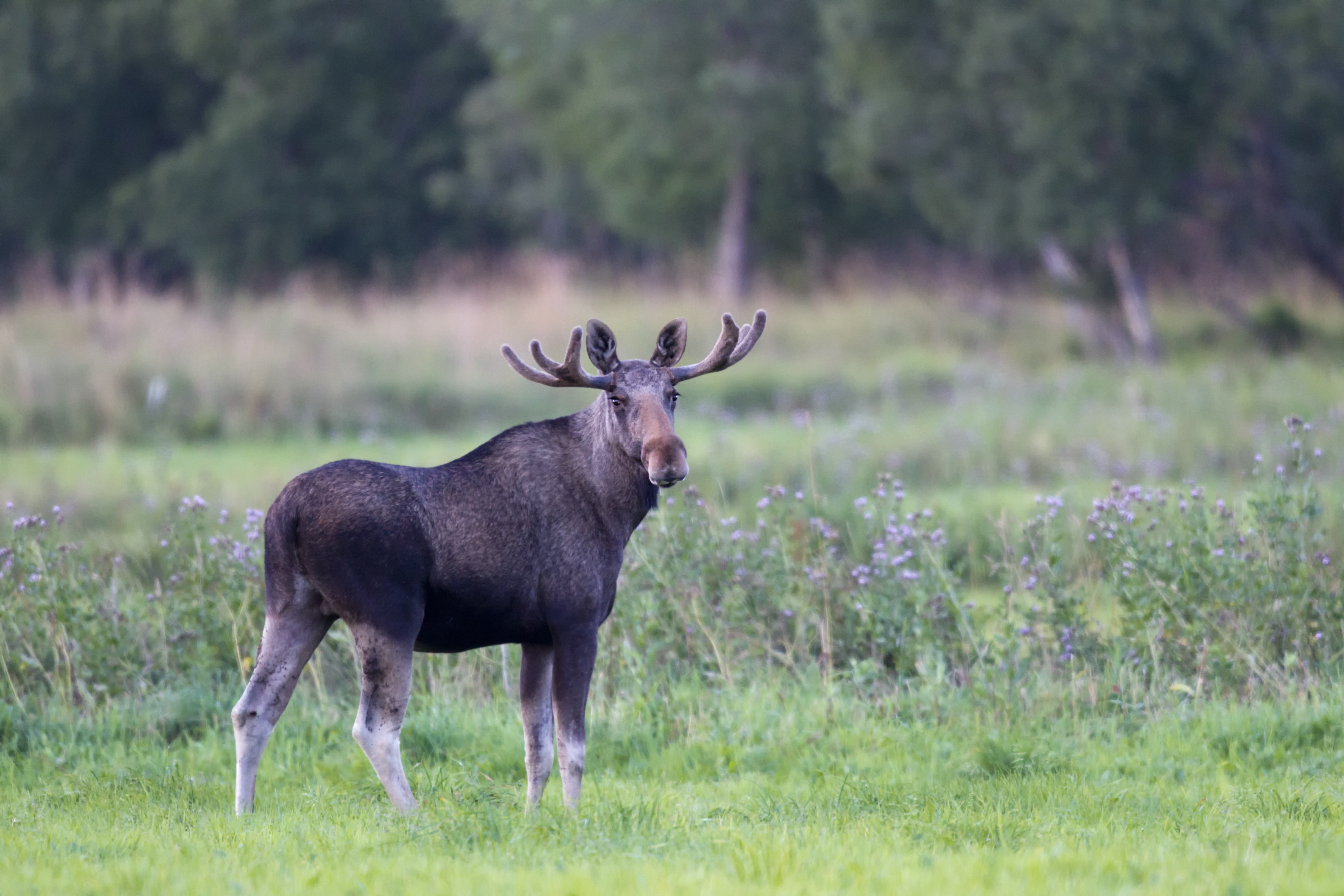 Millwood Pines Elchbulle, Moose by - Wrapped Canvas Photograph ...