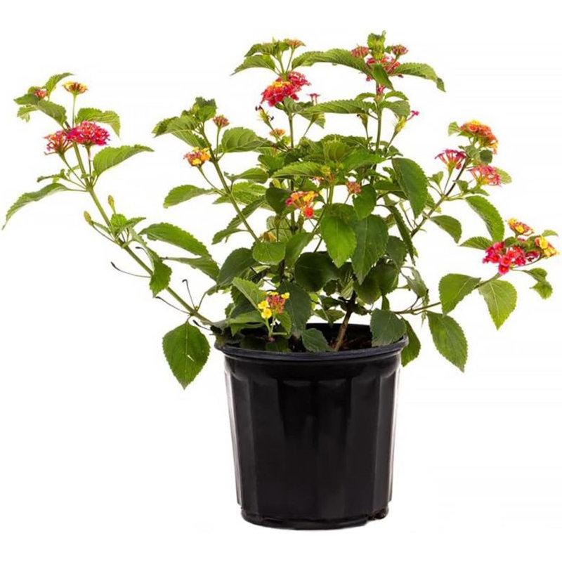 American Plant Exchange Lantana Confetti, 6-Inch Pot, Aeromatic ...