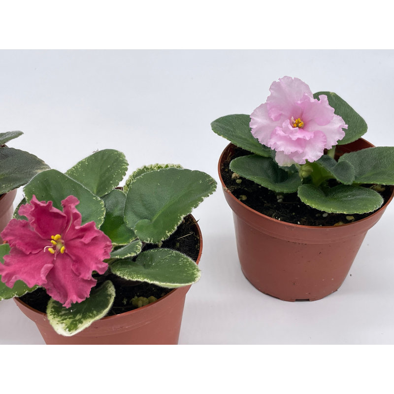 Florida House Plants African Violet Assortment Set 4 Inch Pots 3 ...
