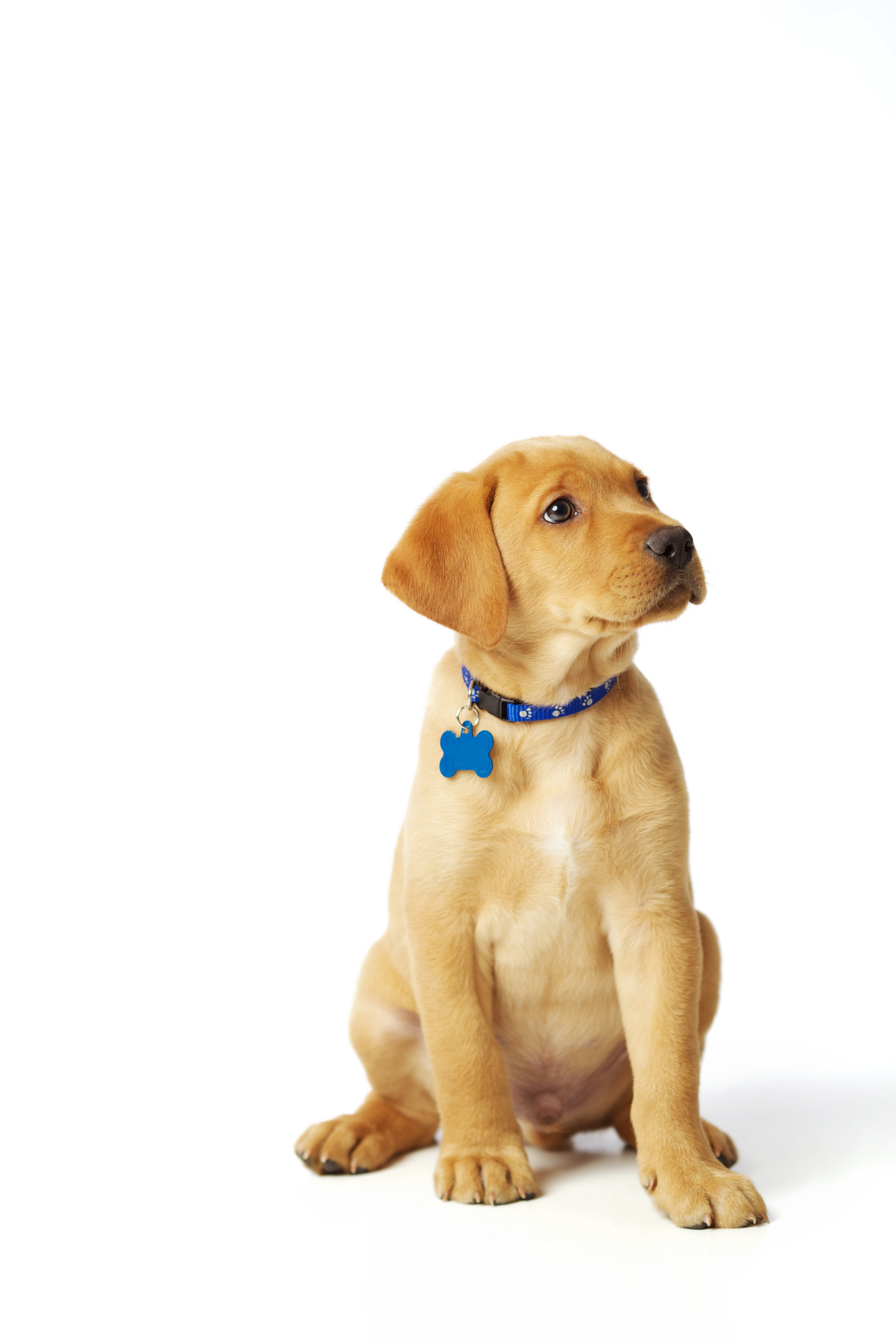 Ebern Designs Keondrae Proud Labrador Puppy | Wayfair