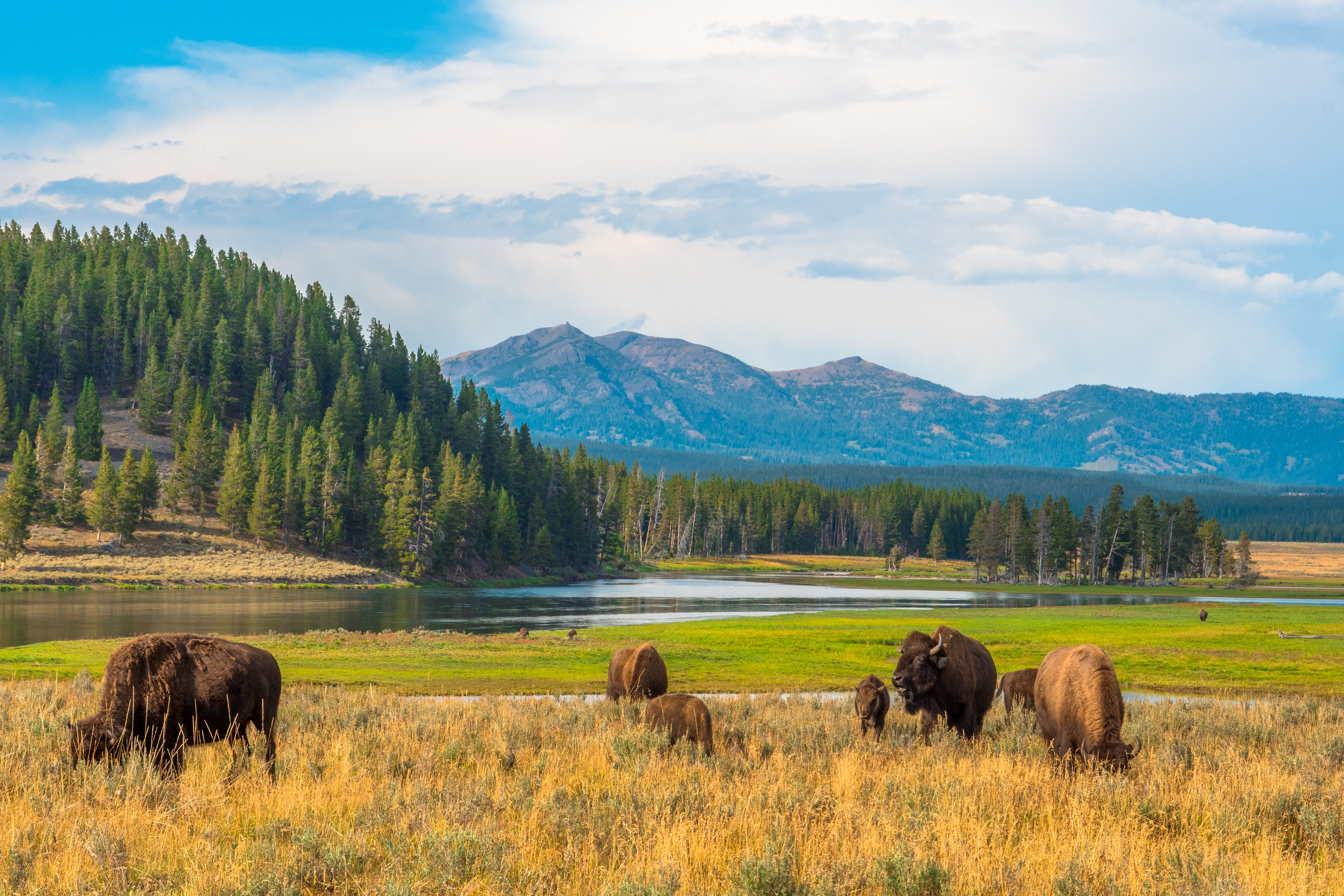 Millwood Pines Anaan Yellowstone, National Park, Wyoming, USA On Canvas ...