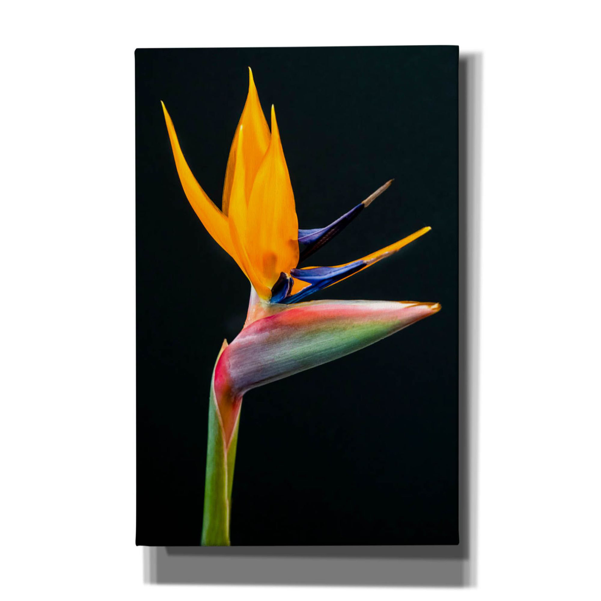 Latitude Run® Bird Of Paradise On Canvas by Pamela Plummer Print | Wayfair