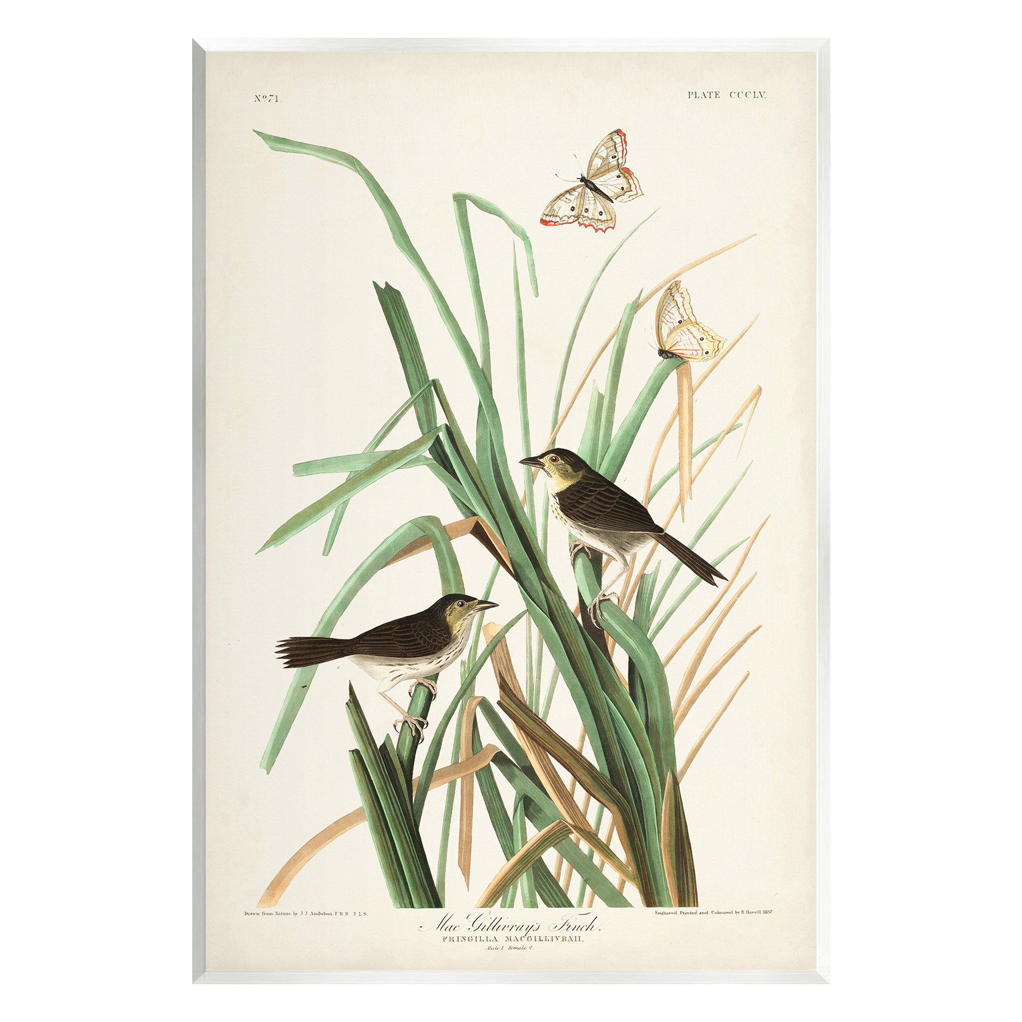 Stupell Industries Traditional Nature Study Wall Plaque Art by John ...