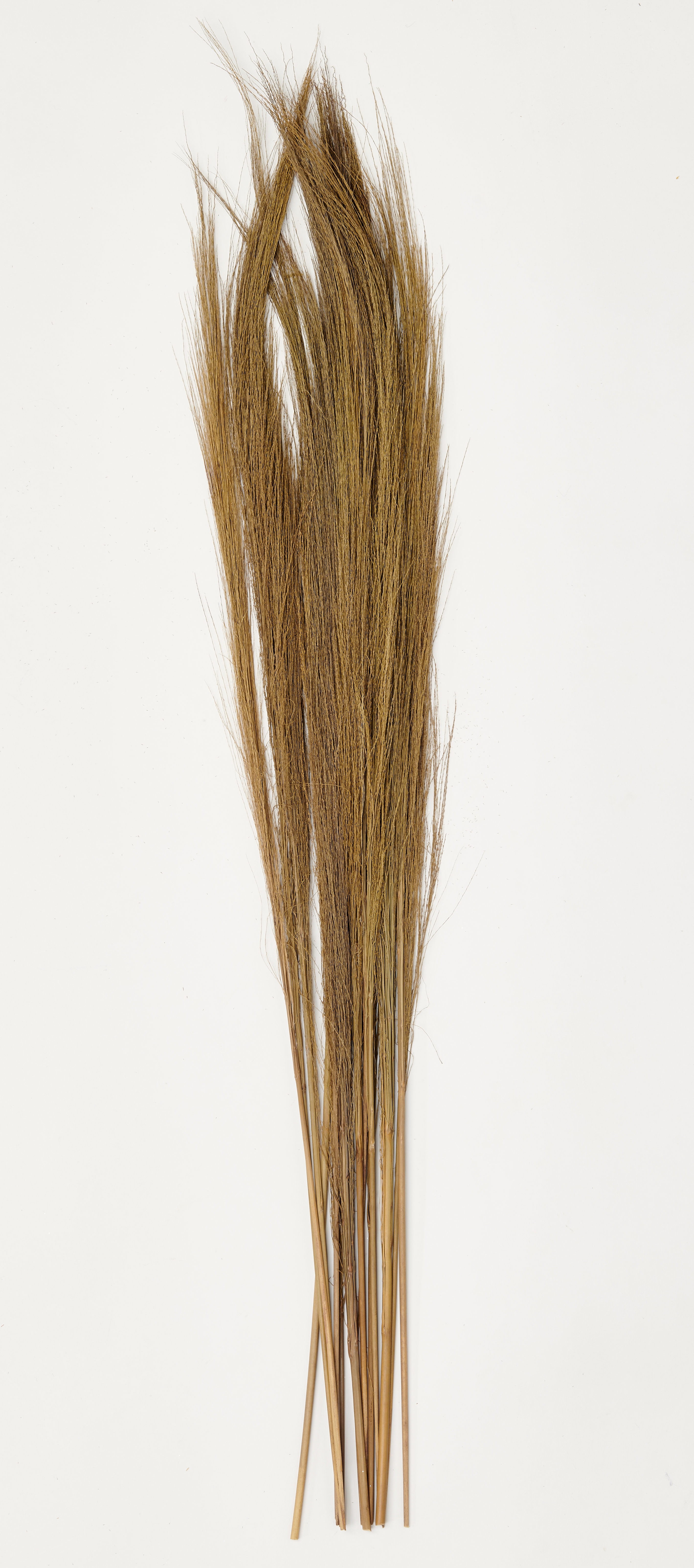Primrue Broom Grass Bush - Wayfair Canada